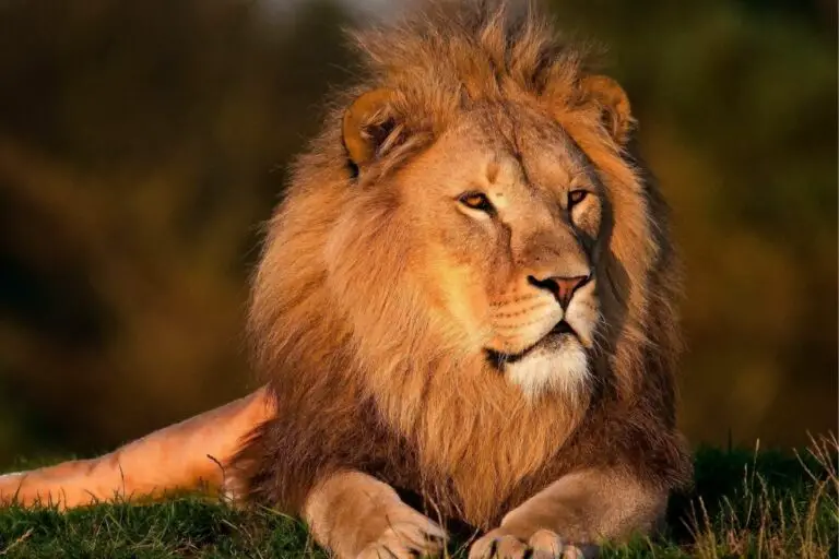 Cape Lions, Everything You Need To Know – Tiger Tribe