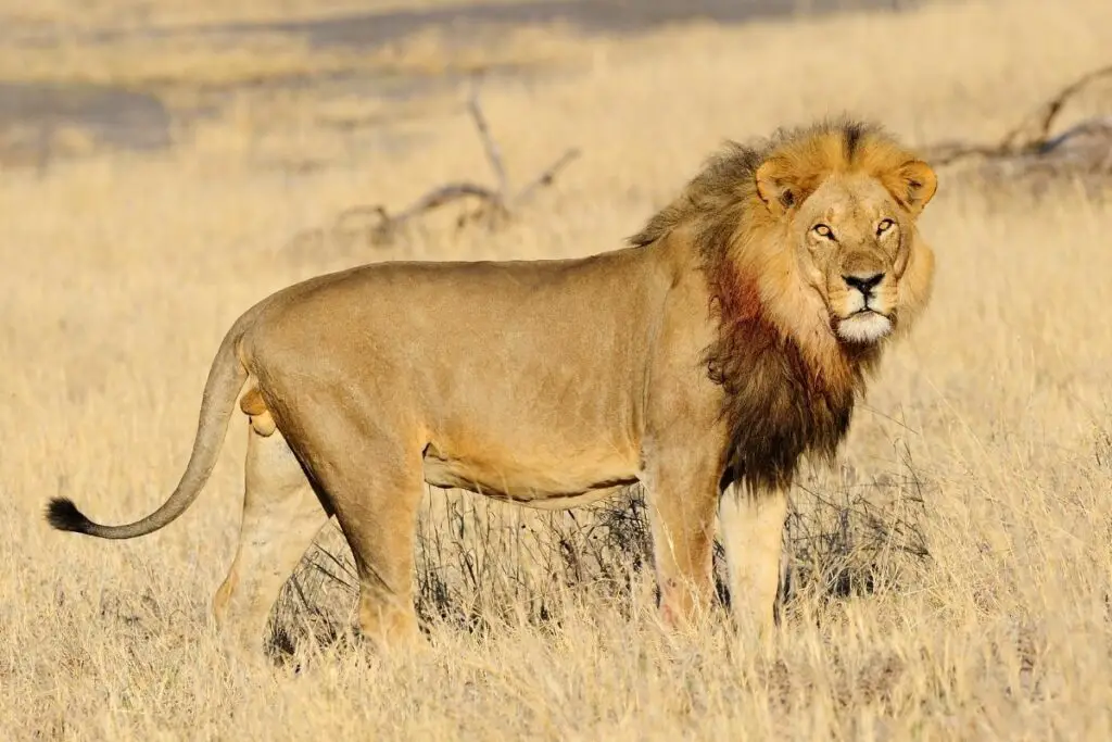 Do Lions Eat Vultures? Surprising Facts About These Predators – Tiger Tribe