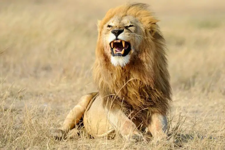 Do Lions Eat Vultures? Surprising Facts About These Predators – Tiger Tribe