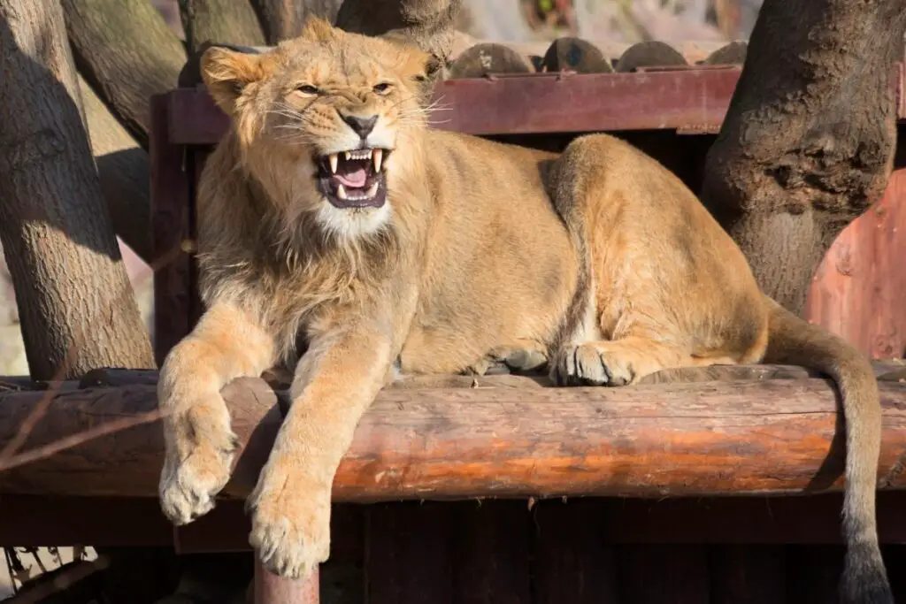 Do Lions Eat Monkeys? 2025 Wildlife Facts Revealed – Tiger Tribe