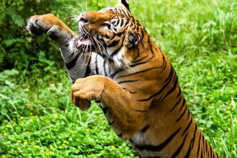 How High Can Tigers Jump? (Tiger’s Leaping Ability) – Tiger Tribe