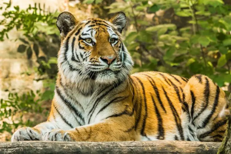 South China Tigers: Everything You Need To Know – Tiger Tribe