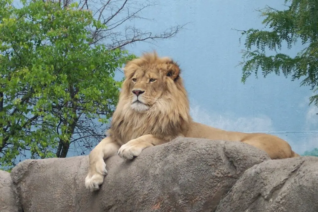 Different Types Of Lions (with Images) – Tiger Tribe