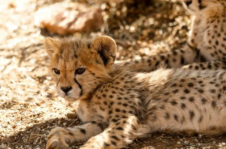 Do Lions Eat Cheetahs? Exploring Complex Predator Politics – Tiger Tribe