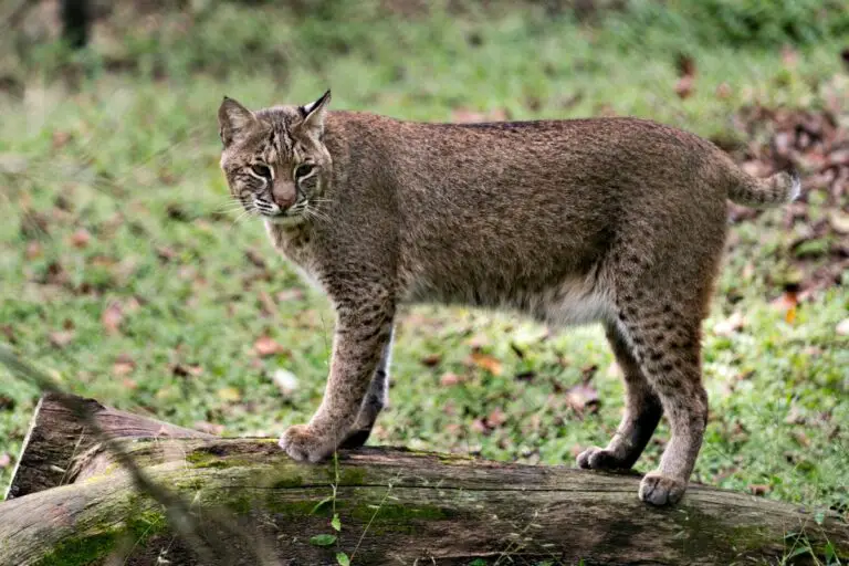 Cougar Vs Bobcat: The Main Differences – Tiger Tribe