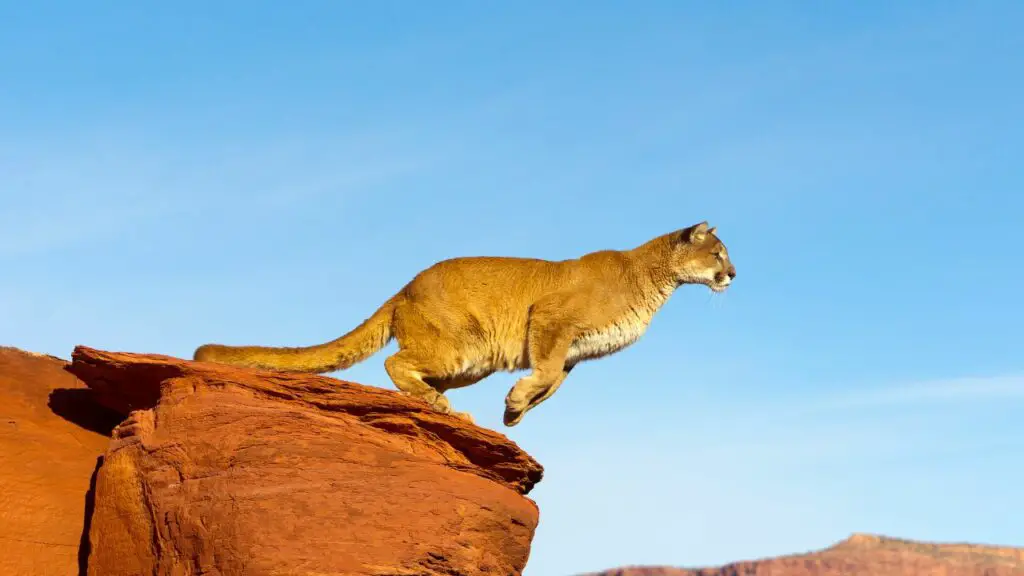 Mountain Lion Facts: Interesting Information About These Predators