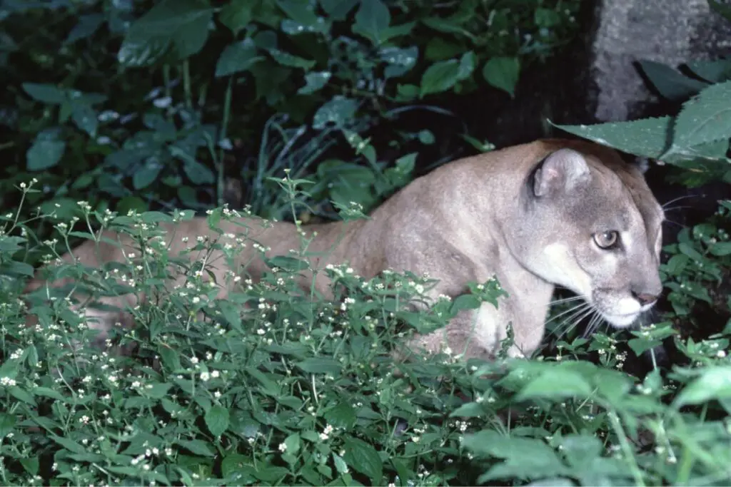 Cougar vs. Mountain Lion: One Cat, Many Names