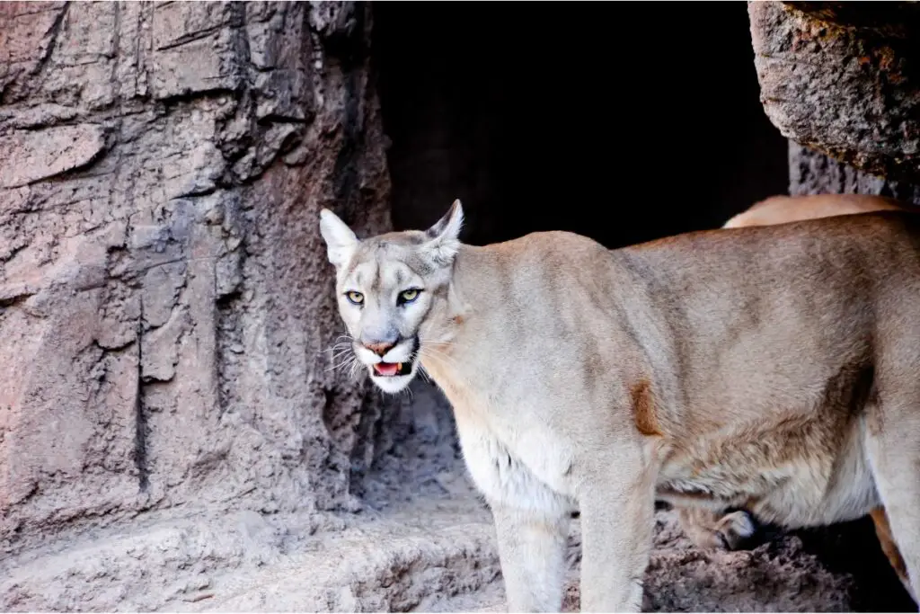Mountain Lions: Everything You Need To Know About Mountain Lions ...