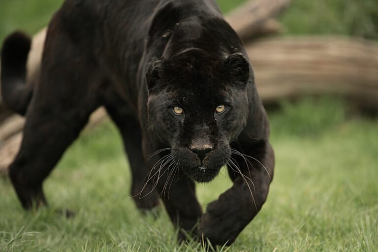 Panthers: Everything You Need To Know About Panthers – Tiger Tribe