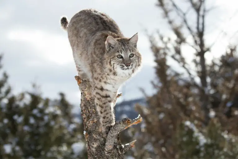 What Do Bobcats Eat? List Of Different Things! – Tiger Tribe