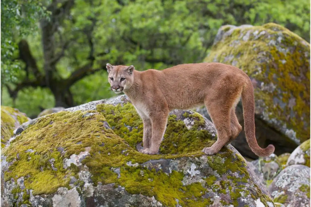 Why Do Mountain Lions Scream & More About Their Sounds - Tiger Tribe