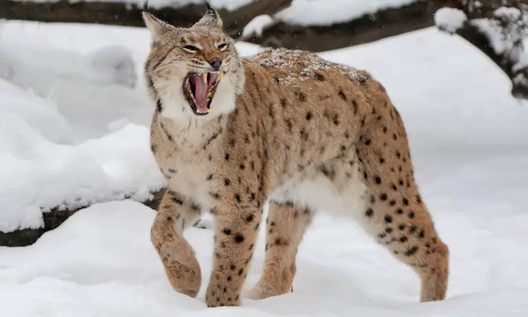 Wisconsin Bobcat Hunting: Everything You Need to Know – Tiger Tribe