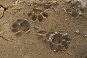 A Guide To Unraveling the Mysteries of Mountain Lion Footprints – Tiger ...